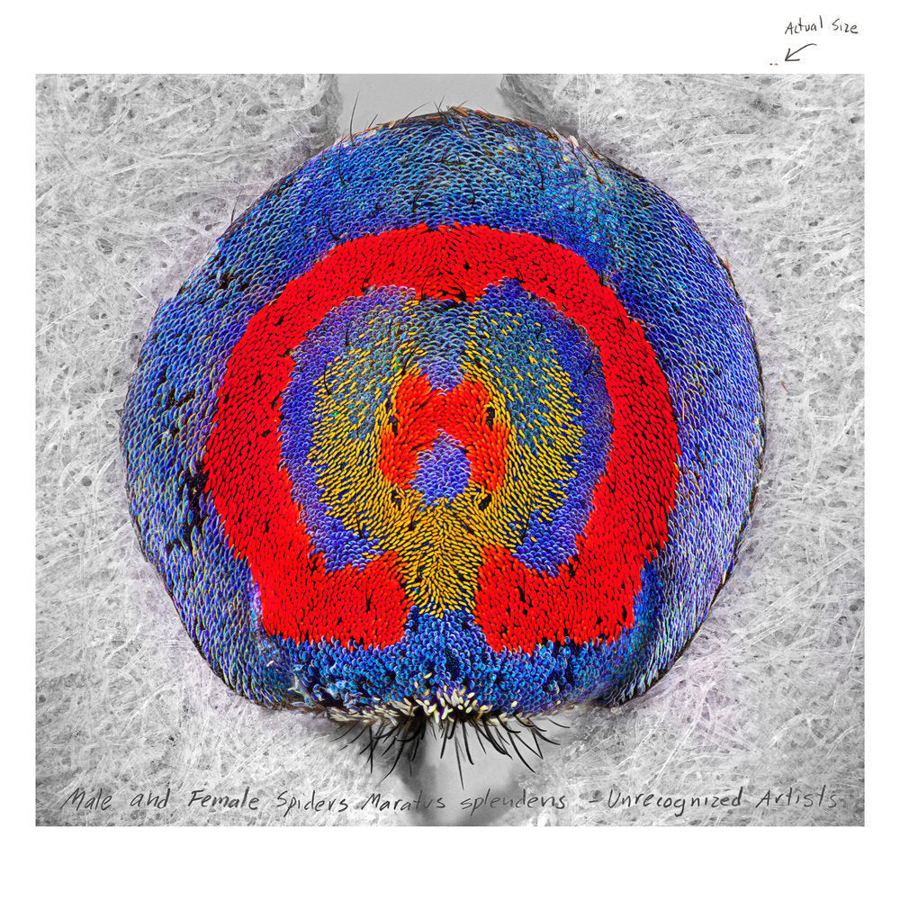 Artists – Sullivan+Strumpf